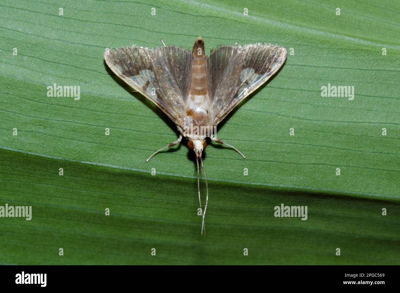 Cambrid snout moth hi-res stock photography and images - Alamy