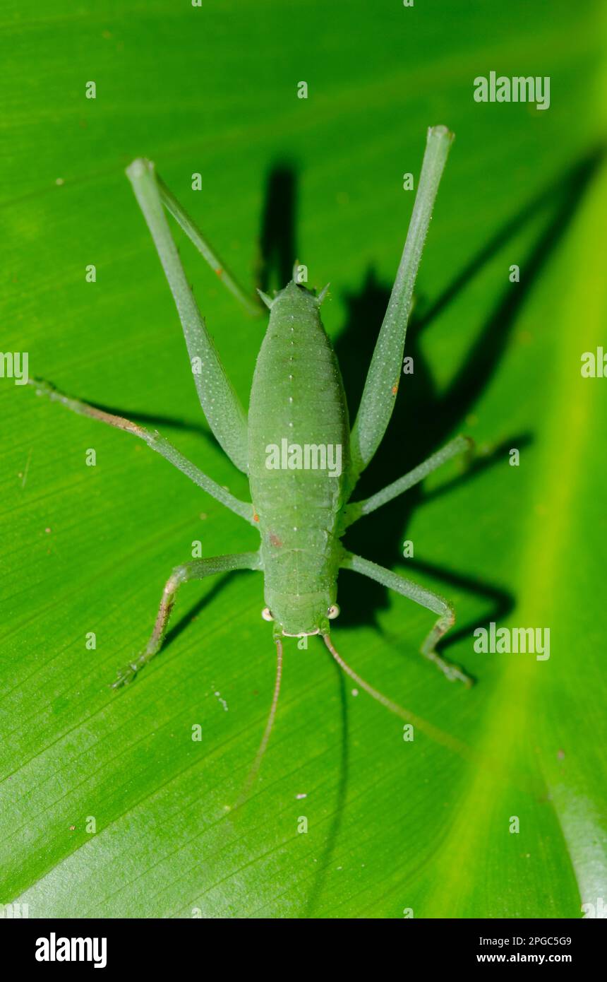 Katydid, Tettigoniidae Family, on leaf, Klungkung, Bali, Indonesia ...