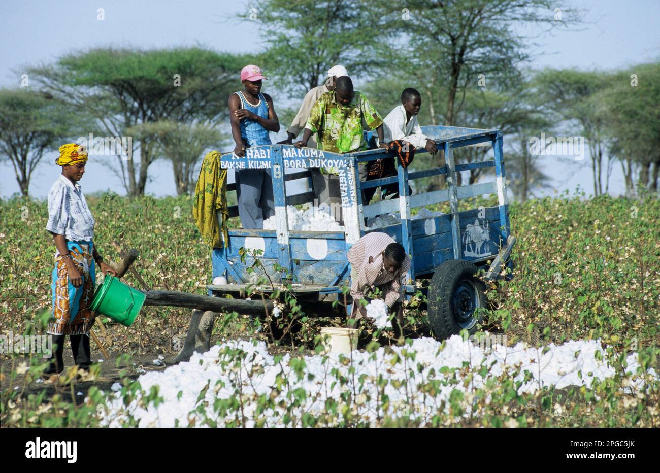 TANZANIA, Shinyanga, cotton farming, small scale farmer harvest cotton ...