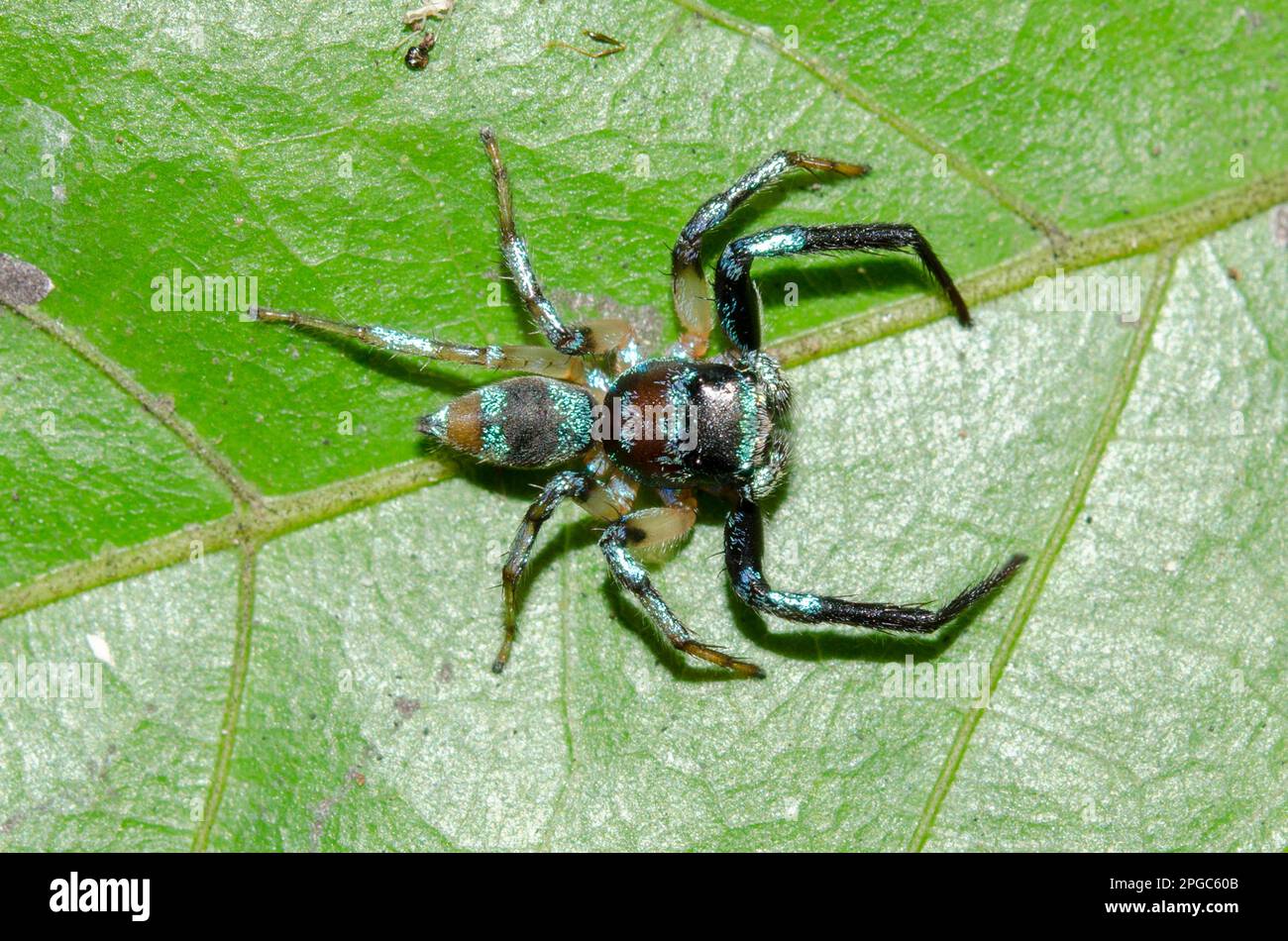 Fighting Spider, Thiania bhamoensis, on leaf, Klungkung, Bali ...