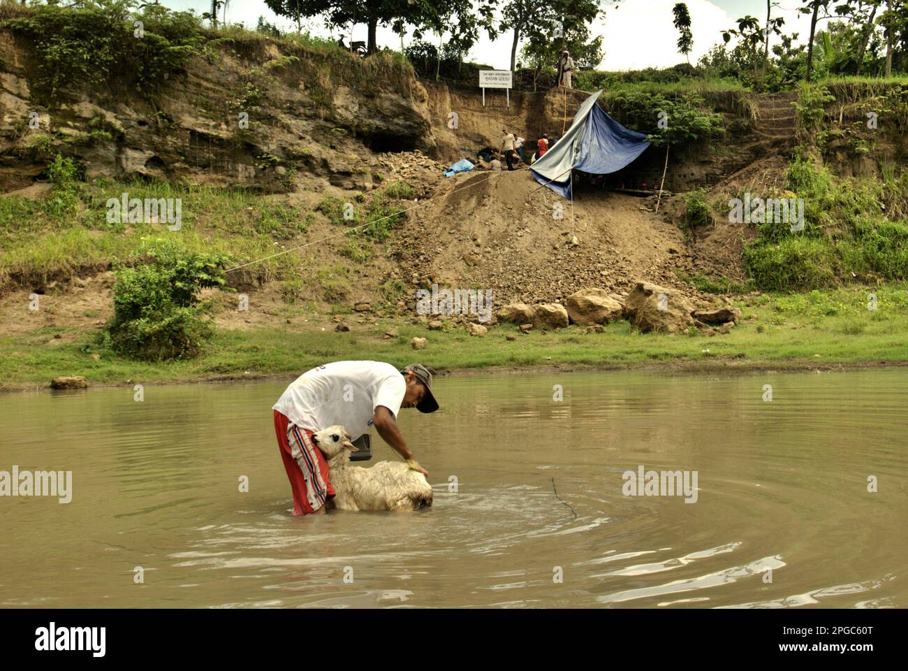 A villager is bathing a sheep on a small pond in Sunggun, Mendalem ...