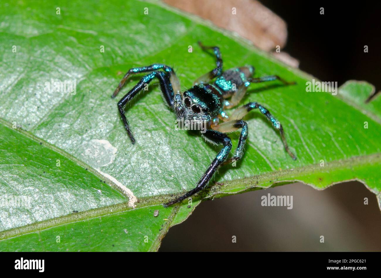 Fighting Spider, Thiania bhamoensis, on leaf, Klungkung, Bali ...