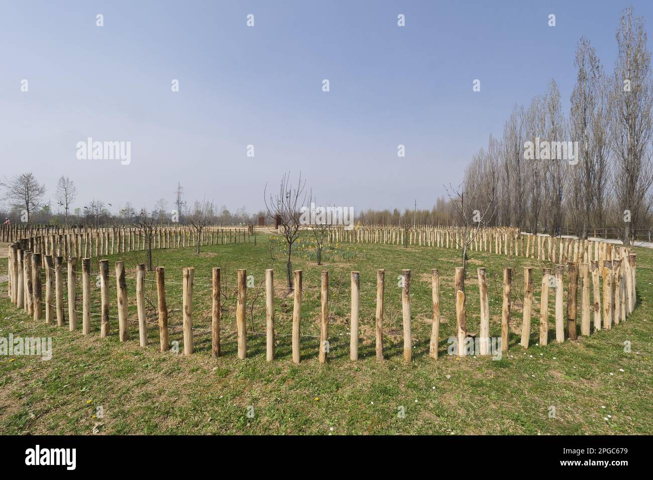 Forest of memory created in Bergamo to remember the victims of the ...