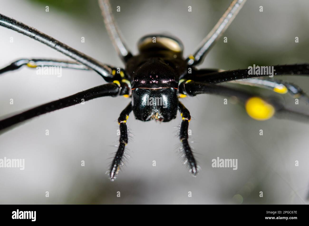 Golden Weaver Spider, Nephila pilipes, on web showing pedipalps ...