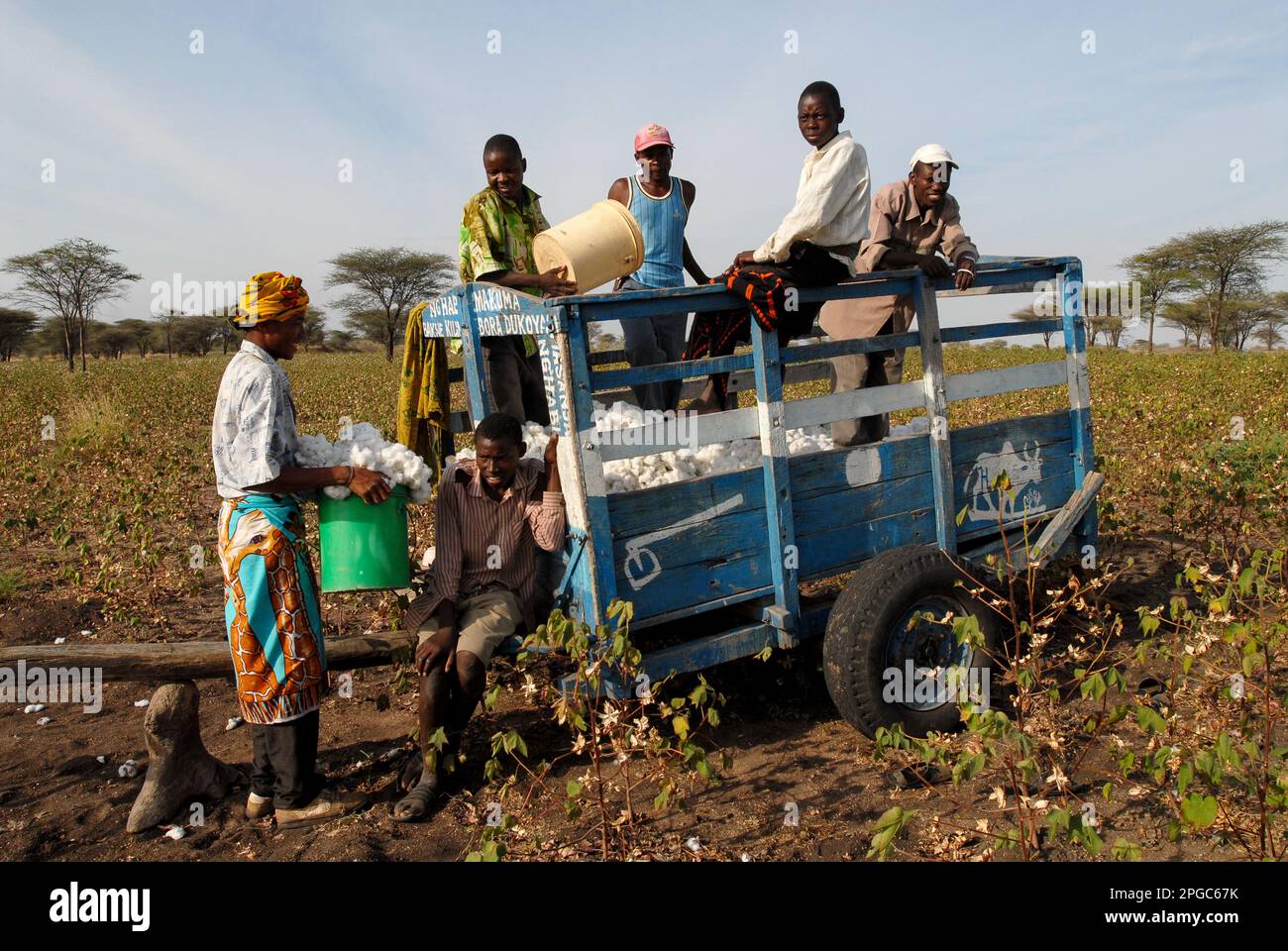 TANZANIA, Shinyanga, cotton farming, small scale farmer harvest cotton ...