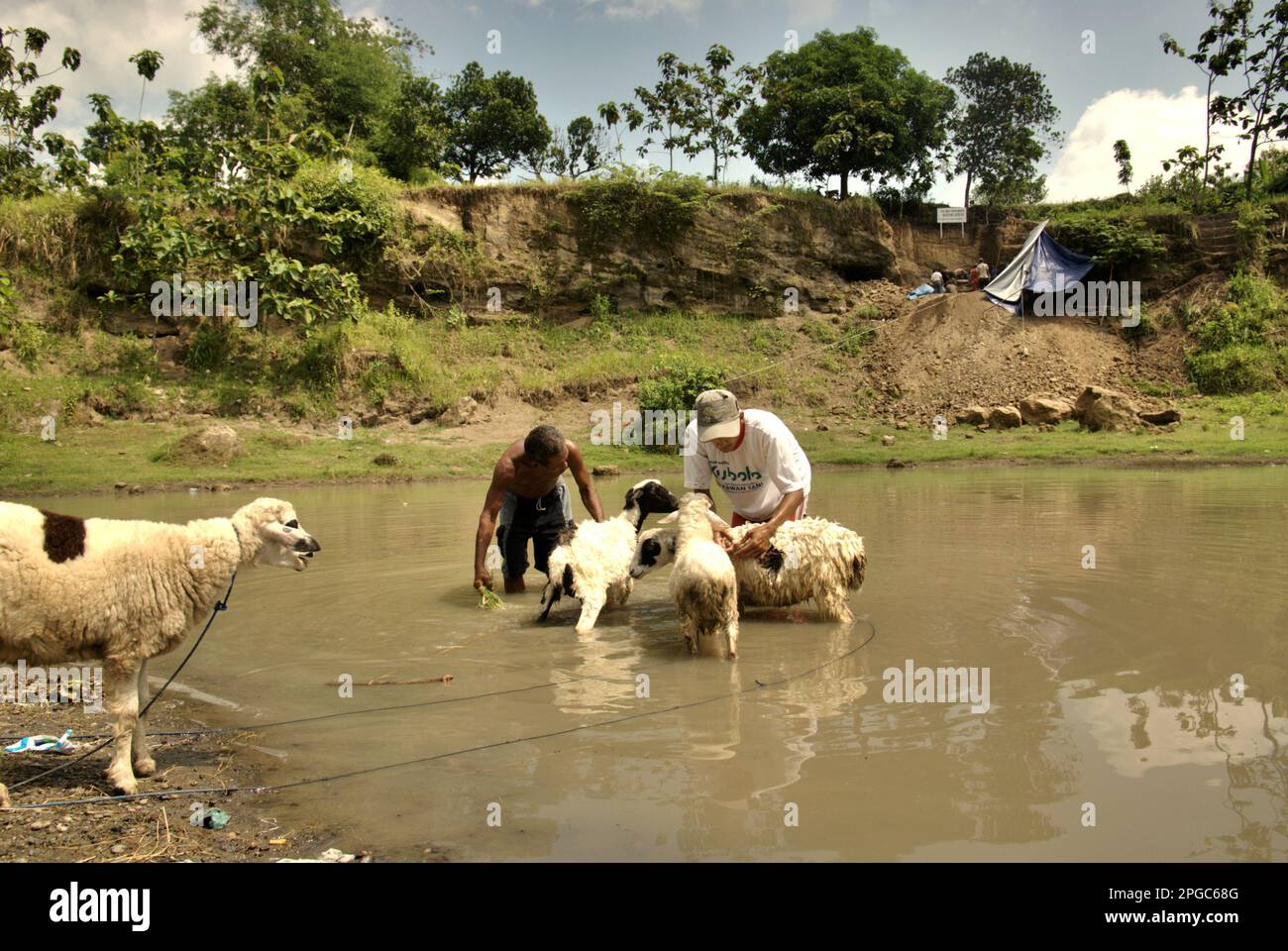 Villagers are bathing sheeps on a small pond in Sunggun, Mendalem ...