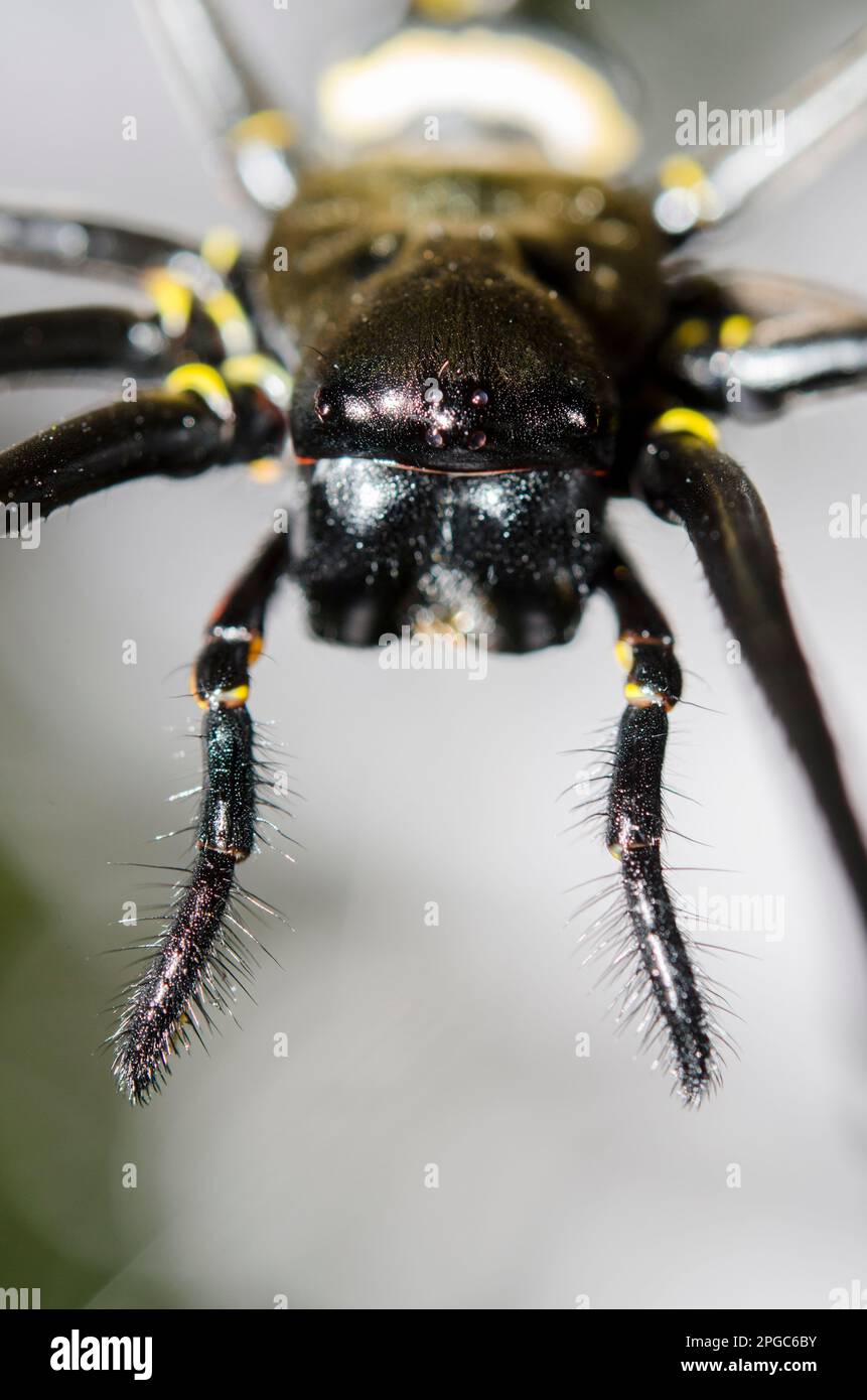 Pedipalps hi-res stock photography and images - Alamy