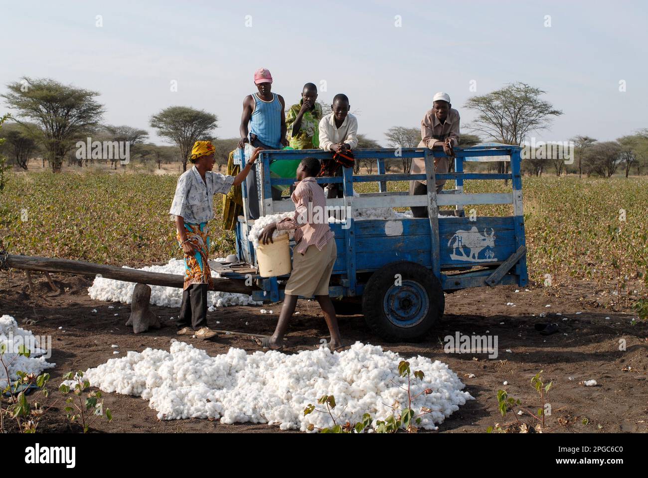 TANZANIA, Shinyanga, cotton farming, small scale farmer harvest cotton ...