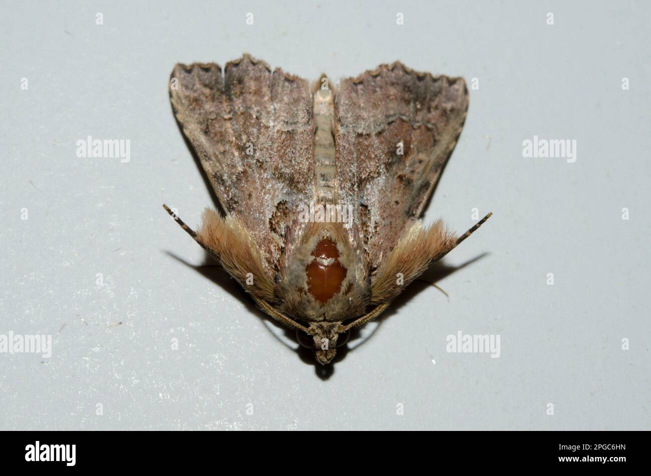 Pyralidae family hi-res stock photography and images - Alamy