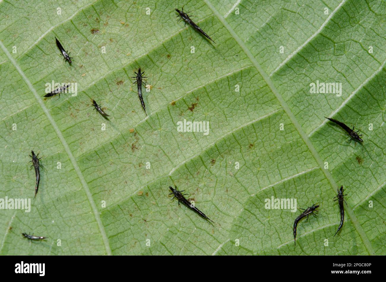 Tube Tailed Thrips, Thysanoptera Order, on leaf, Klungkung, Bali ...