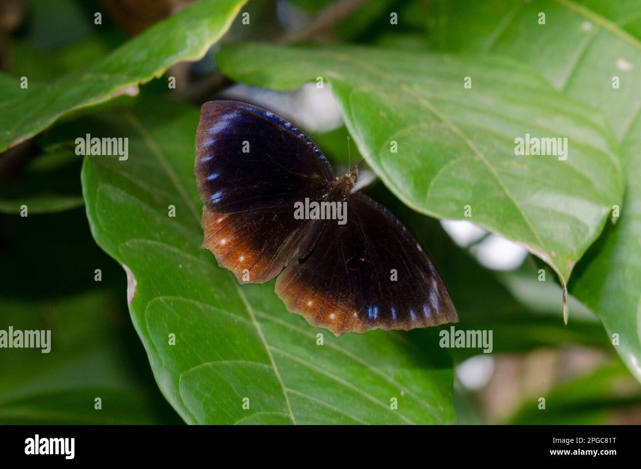 Common Palmfly Butterfly, Elymnias hypermnestra, in flight, Klungkung ...