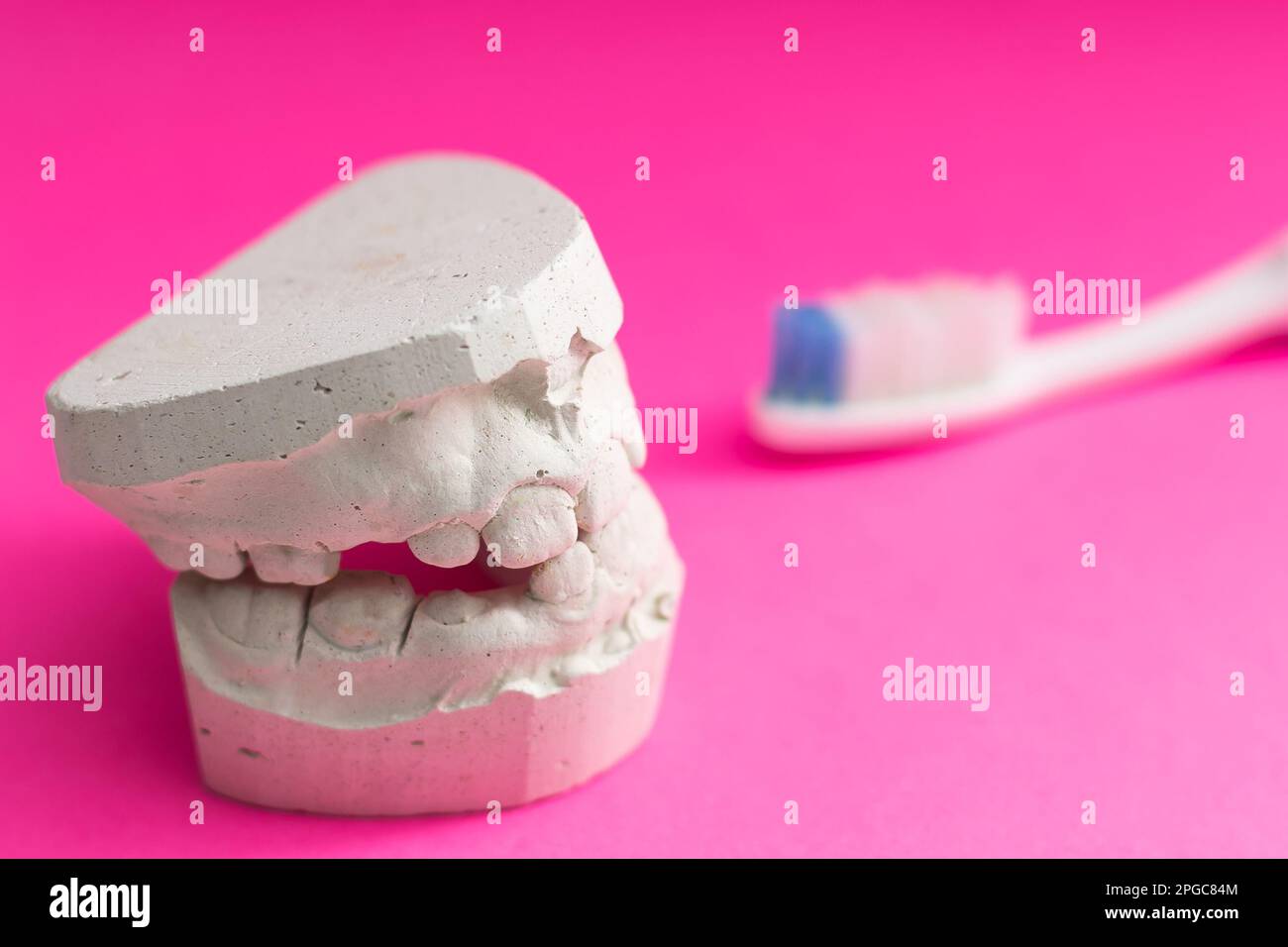 Toothbrush and mock human jaw. Plaster lower jaw. Dental and health ...