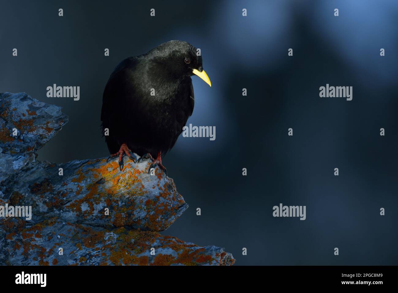 Rote fusse hi-res stock photography and images - Alamy