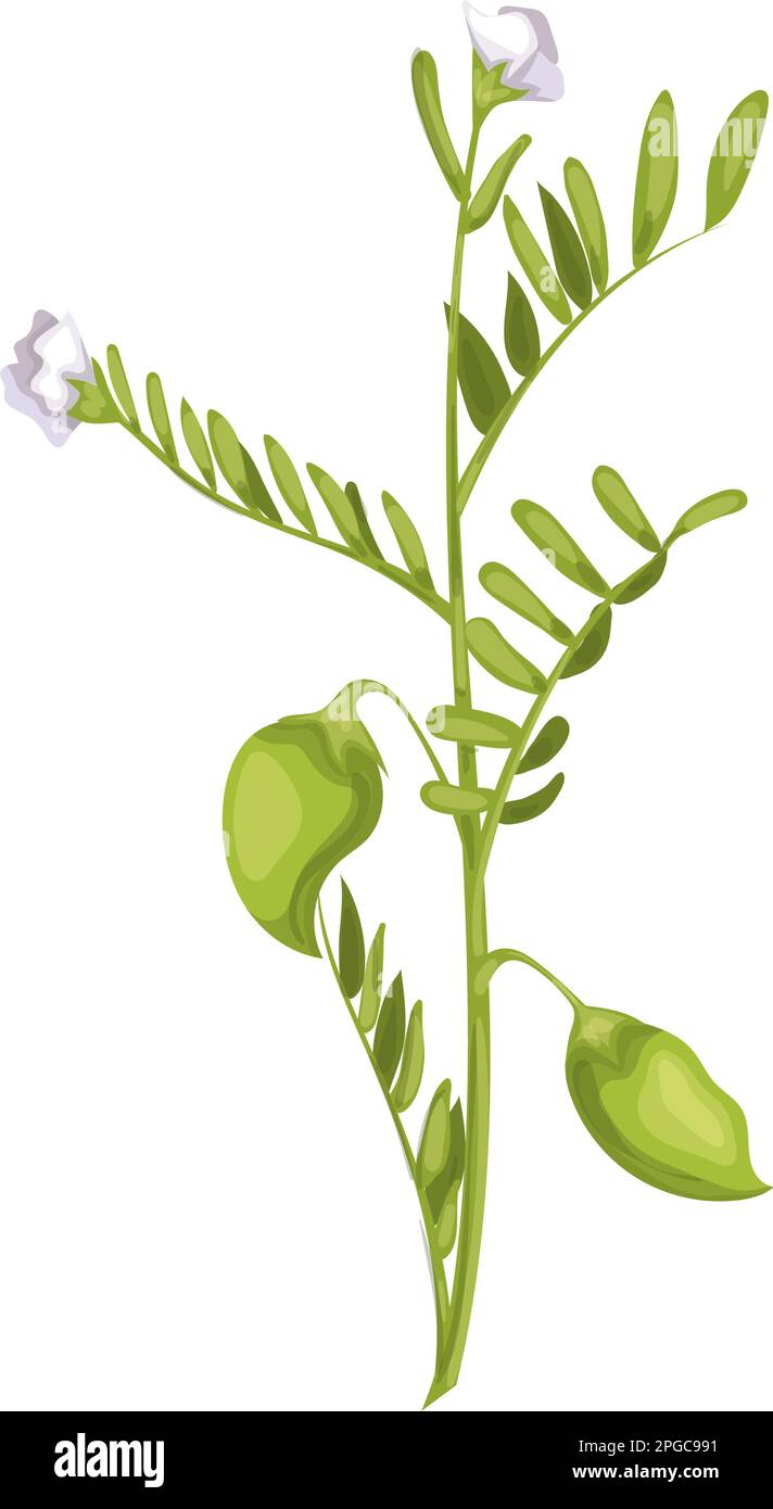 lentil plant cartoon vector illustration Stock Vector Image & Art - Alamy