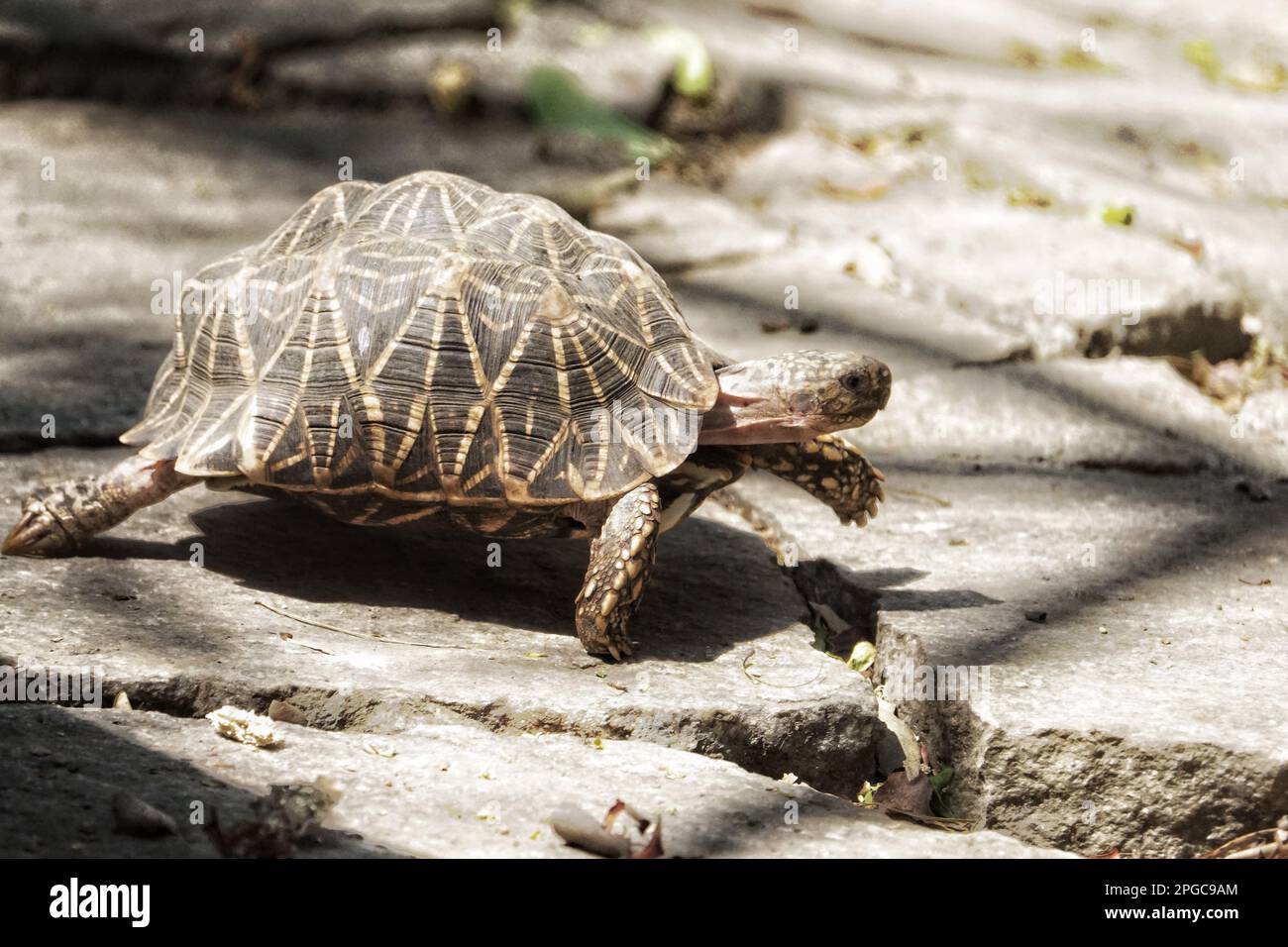 Indian star tortoise turtle hi-res stock photography and images - Alamy
