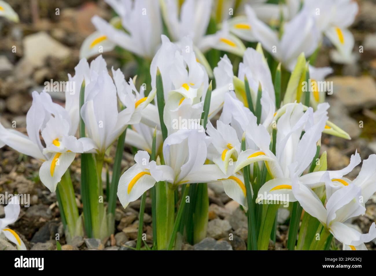 Early spring, Rockery, Garden, Hardy, Perennial, Plant, Iris White ...