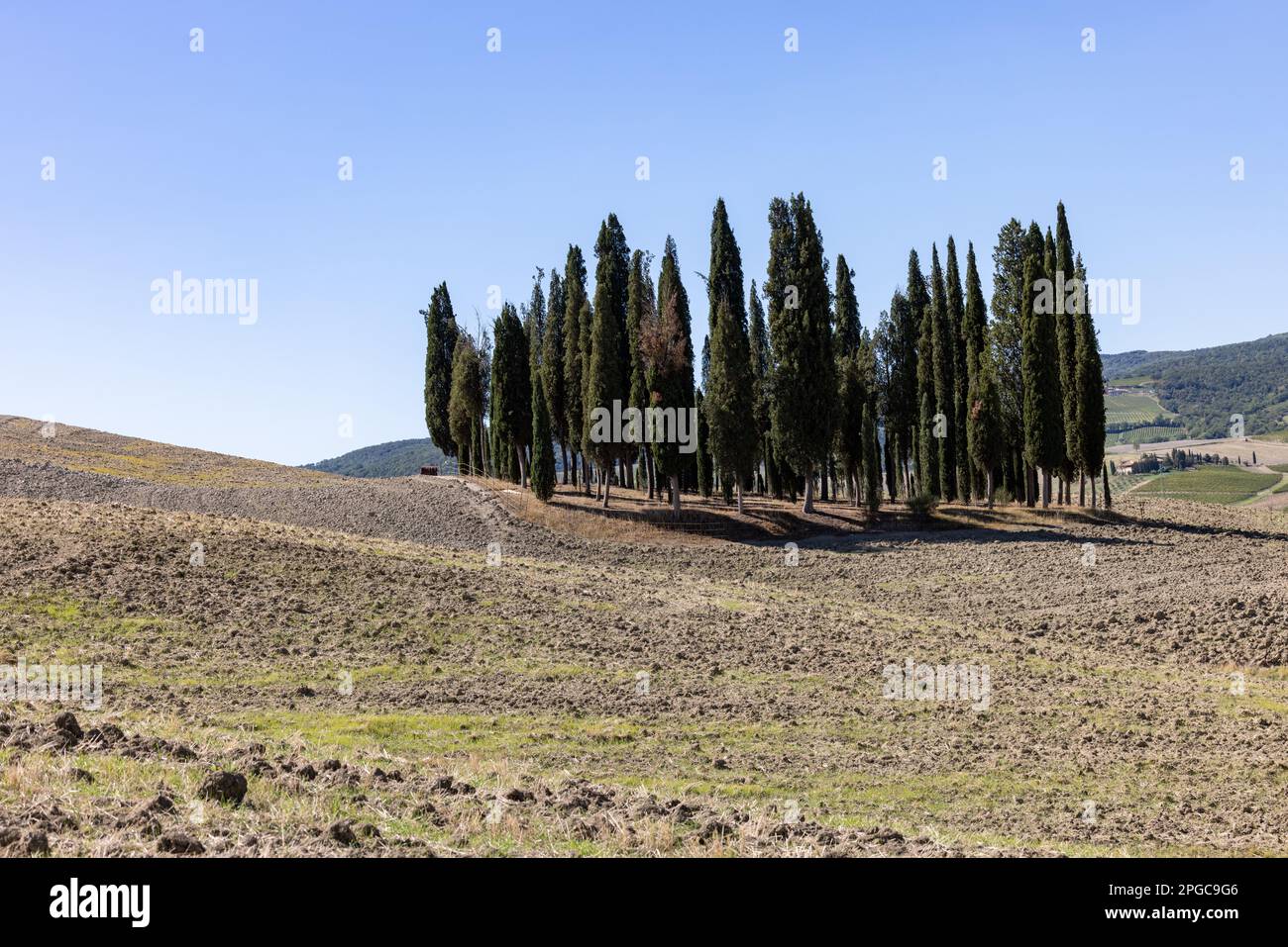 Iconic group of cypress trees in a field, near San Quirico, Tuscany ...