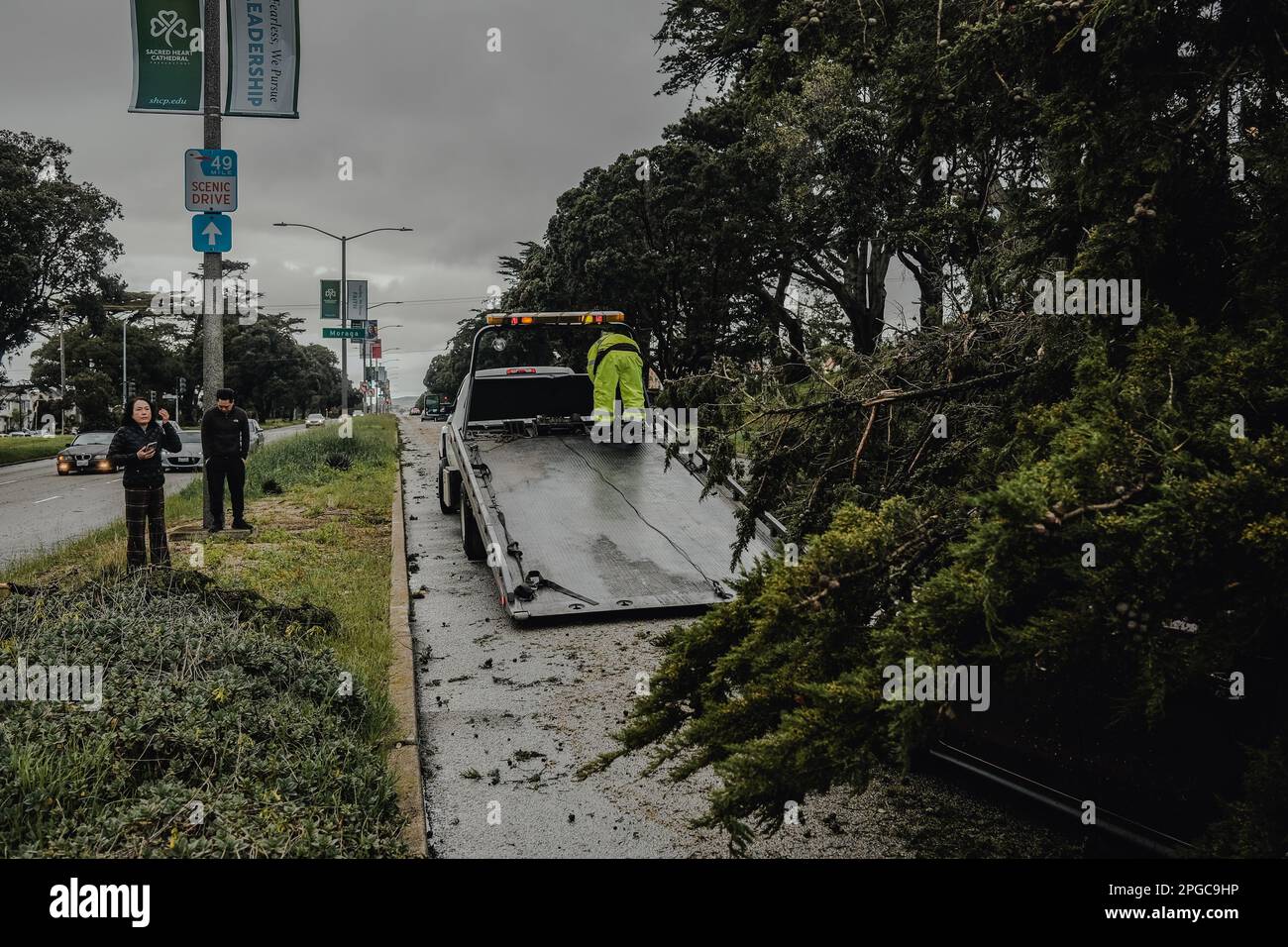 A large tree crash-landed on a car on the road. The car's roof is ...