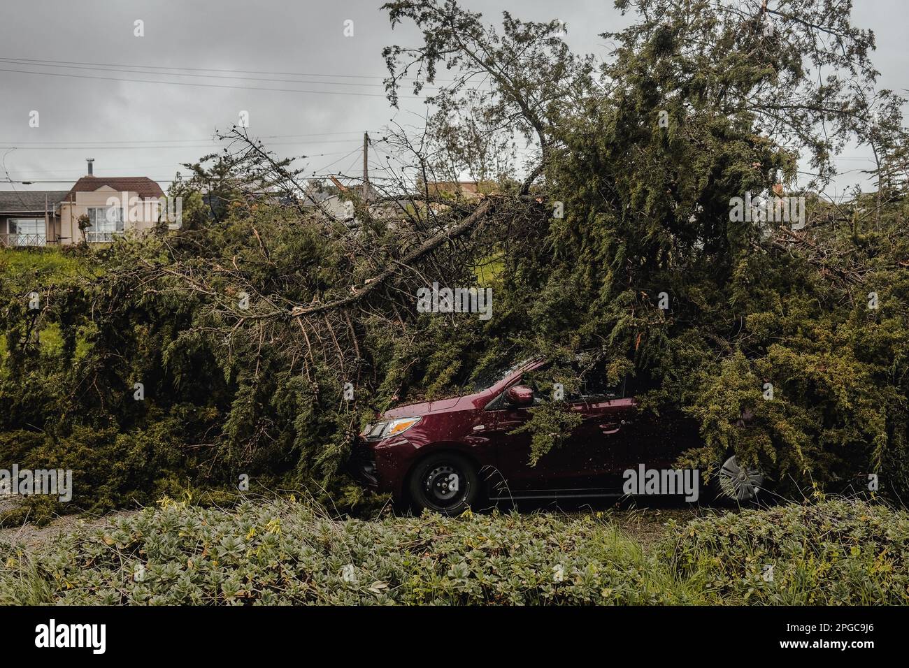 A large tree crash-landed on a car on the road. The car's roof is ...