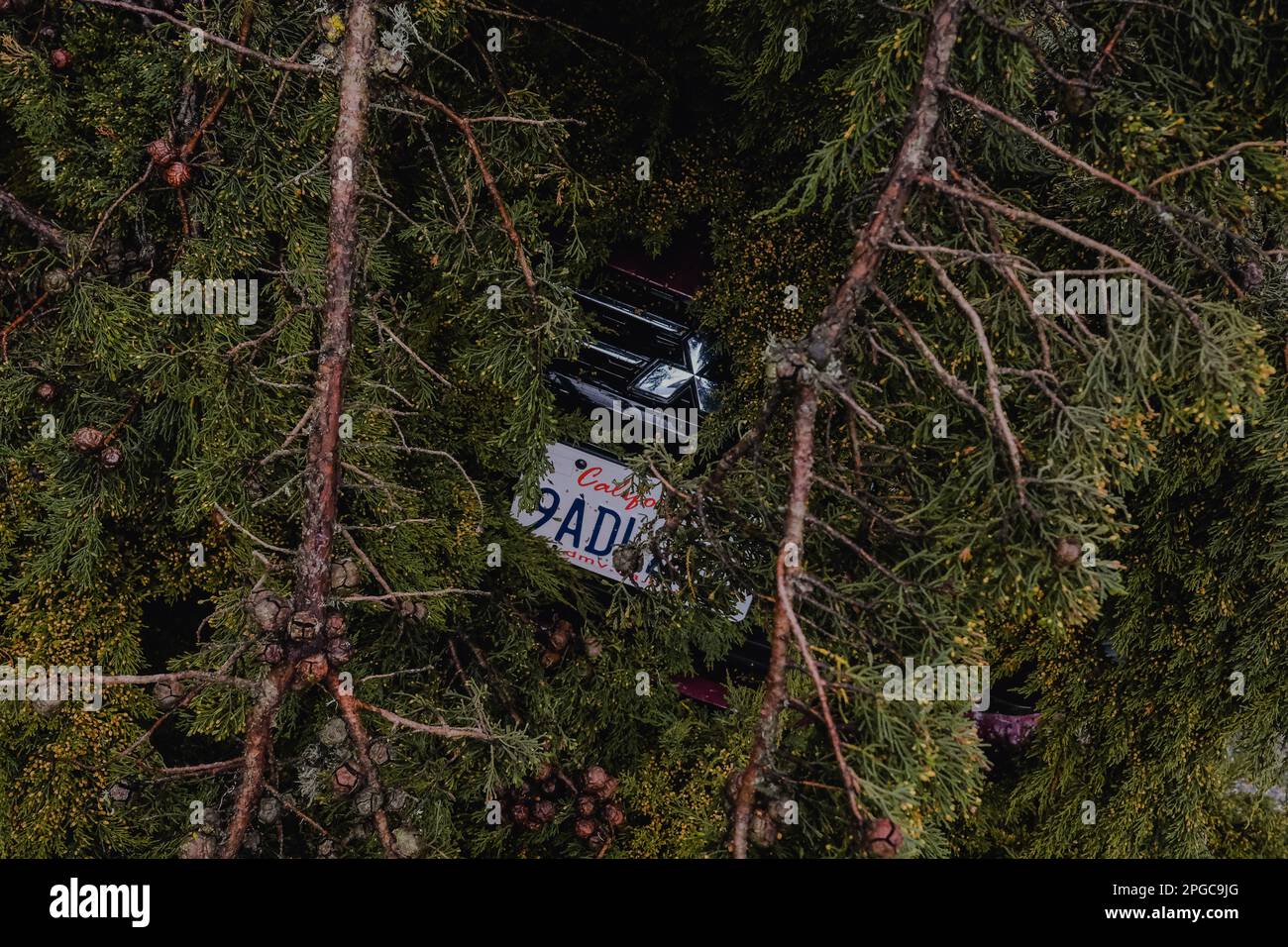 A large tree crash-landed on a car on the road. The car's roof is ...