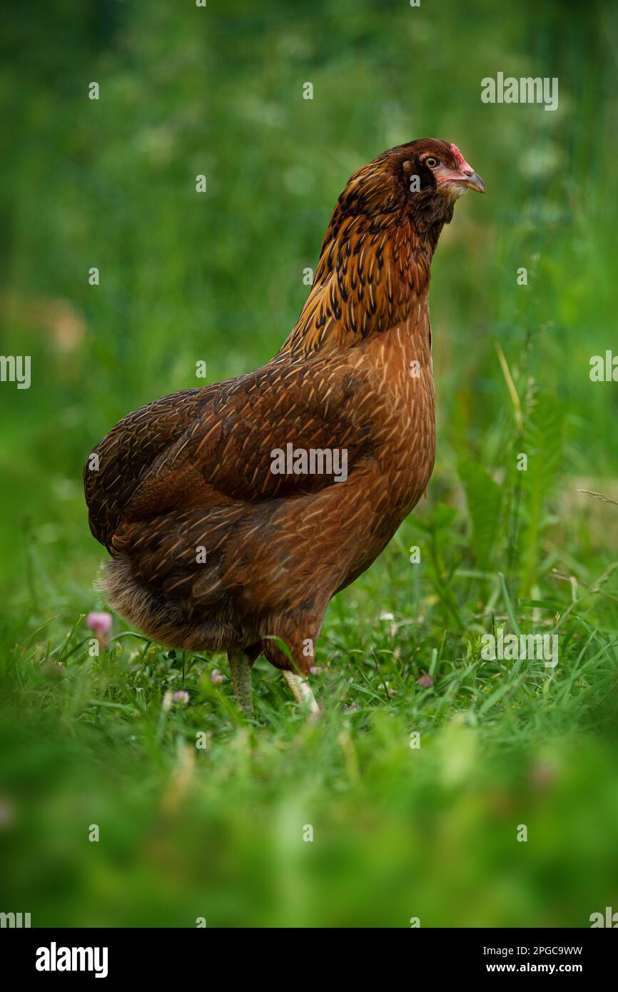 Chicken in nature background Stock Photo - Alamy