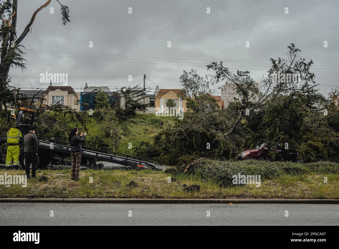 A large tree crash-landed on a car on the road. The car's roof is ...