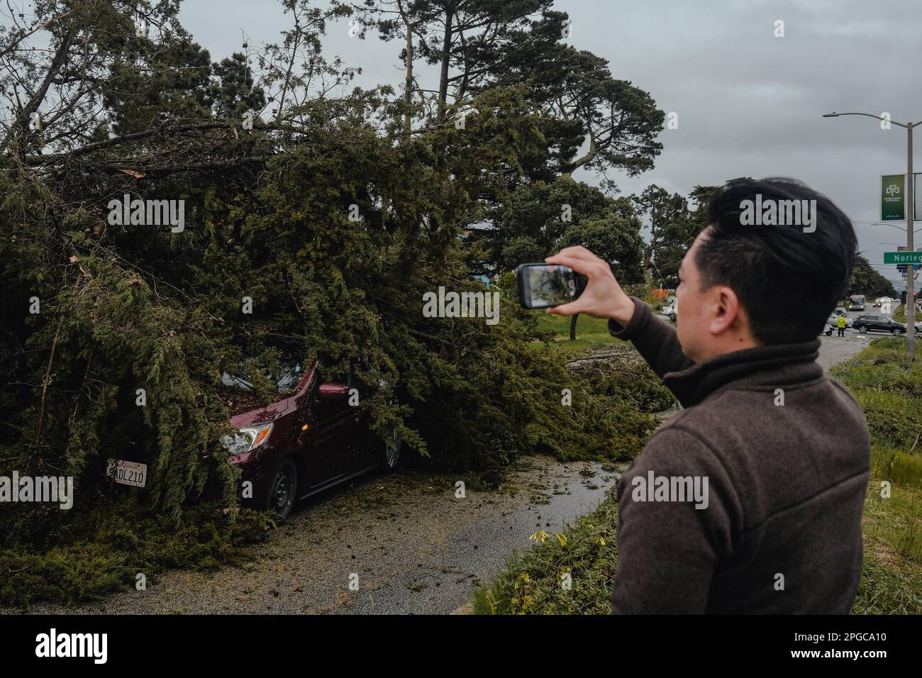 A large tree crash-landed on a car on the road. The car's roof is ...