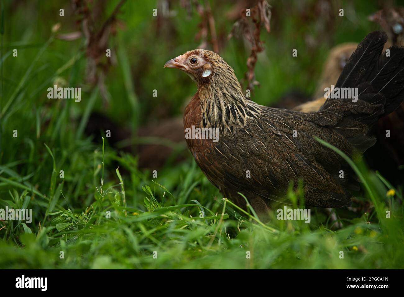 Chicken in nature background Stock Photo - Alamy
