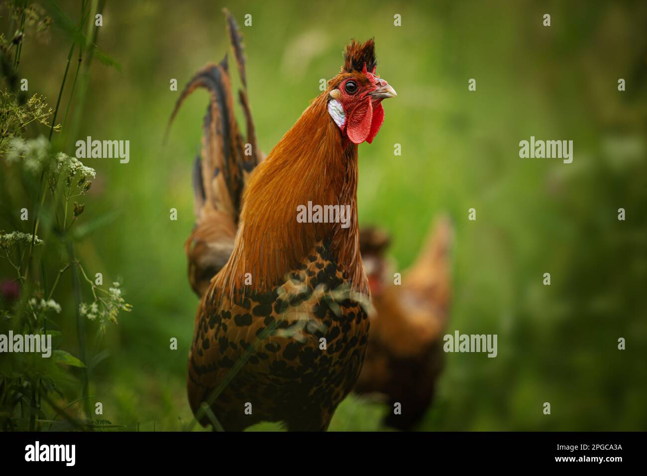 Chicken in nature background Stock Photo - Alamy