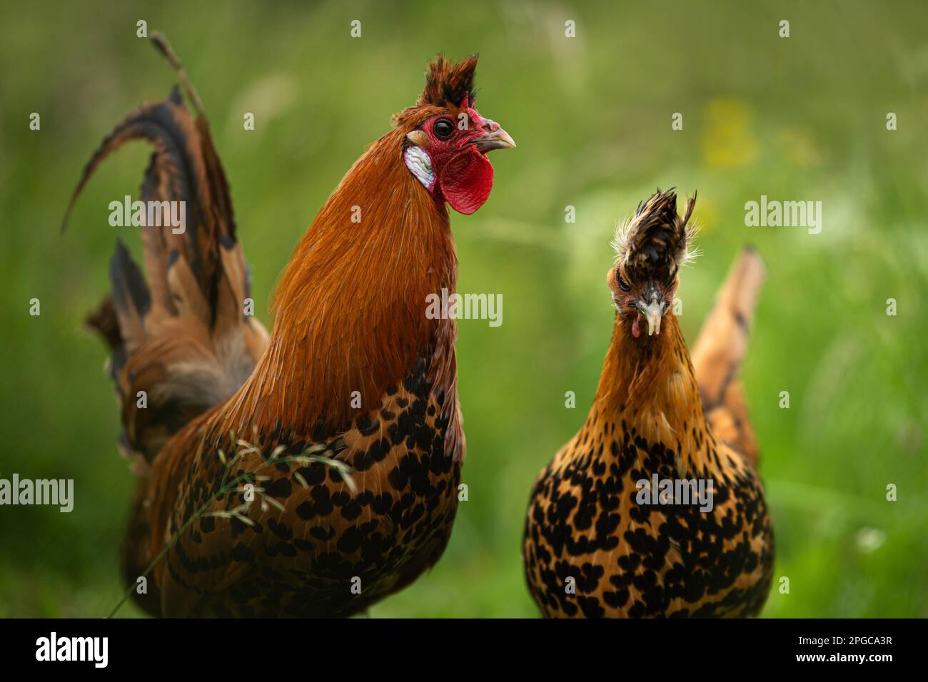 Appenzeller rooster hi-res stock photography and images - Alamy