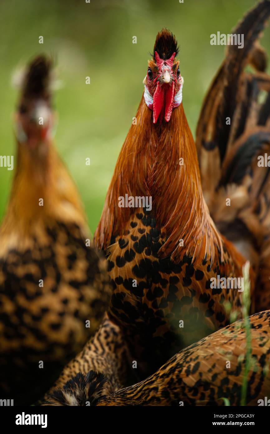 Appenzeller hen hi-res stock photography and images - Alamy