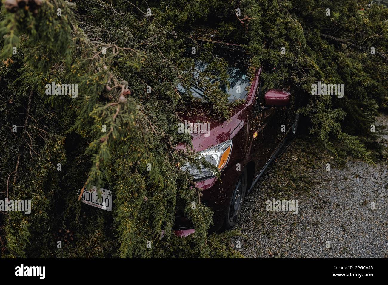 A large tree crash-landed on a car on the road. The car's roof is ...