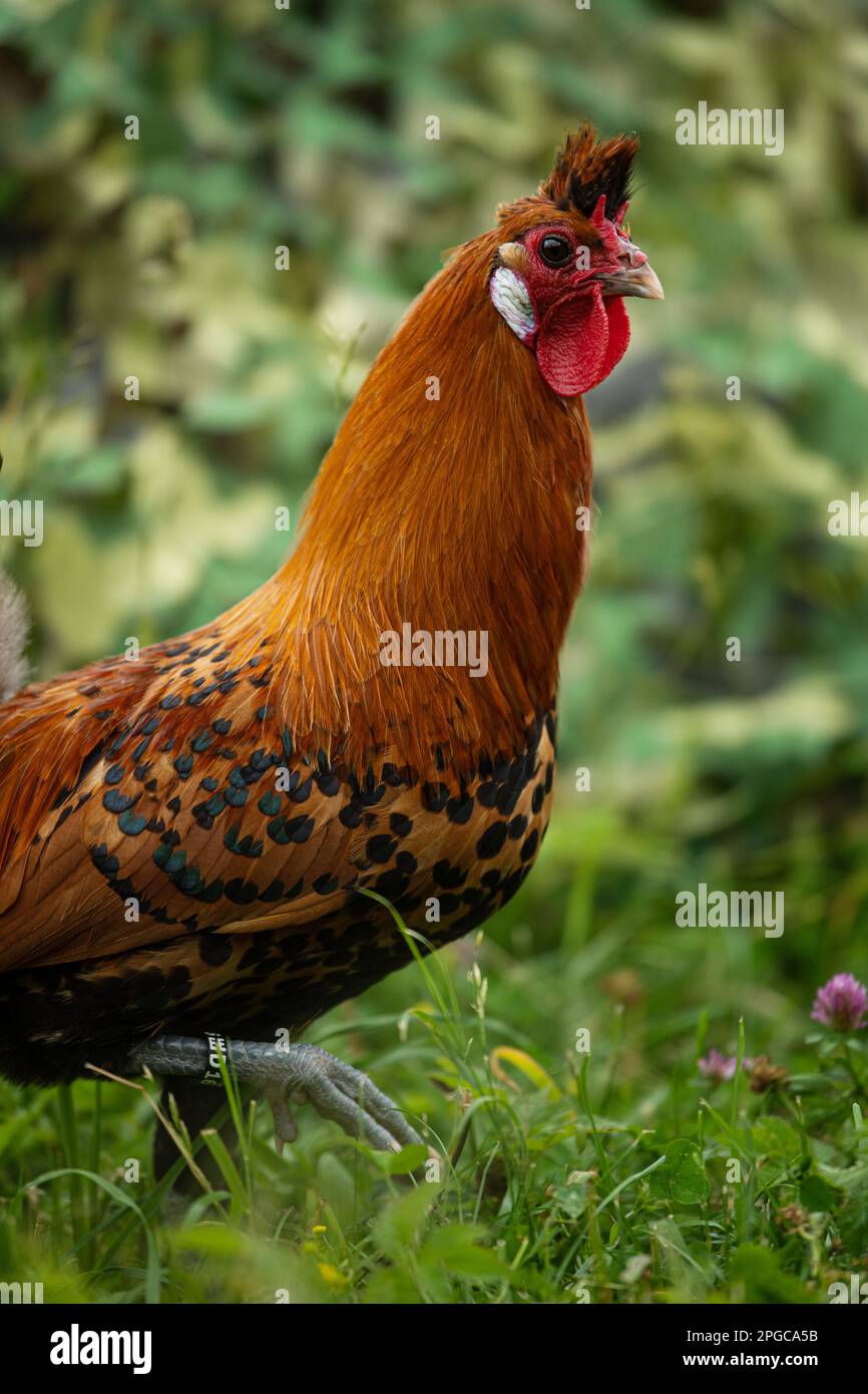 Chicken in nature background Stock Photo - Alamy