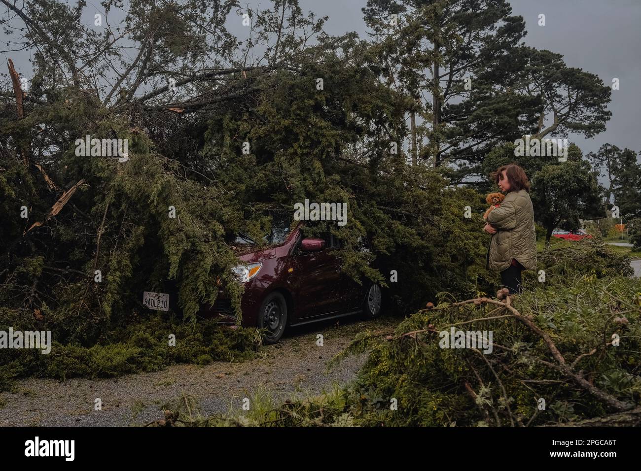 A large tree crash-landed on a car on the road. The car's roof is ...