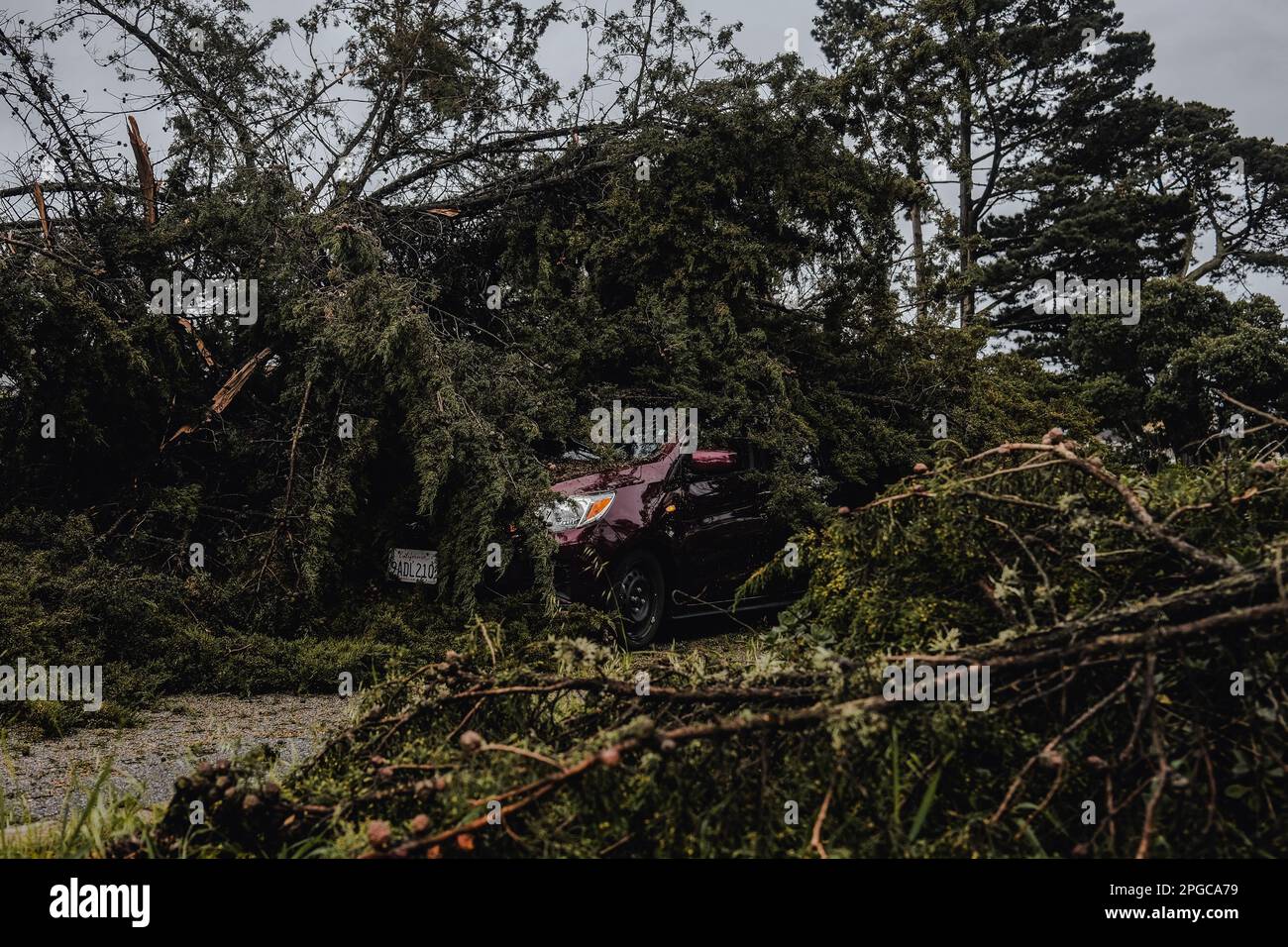 A large tree crash-landed on a car on the road. The car's roof is ...