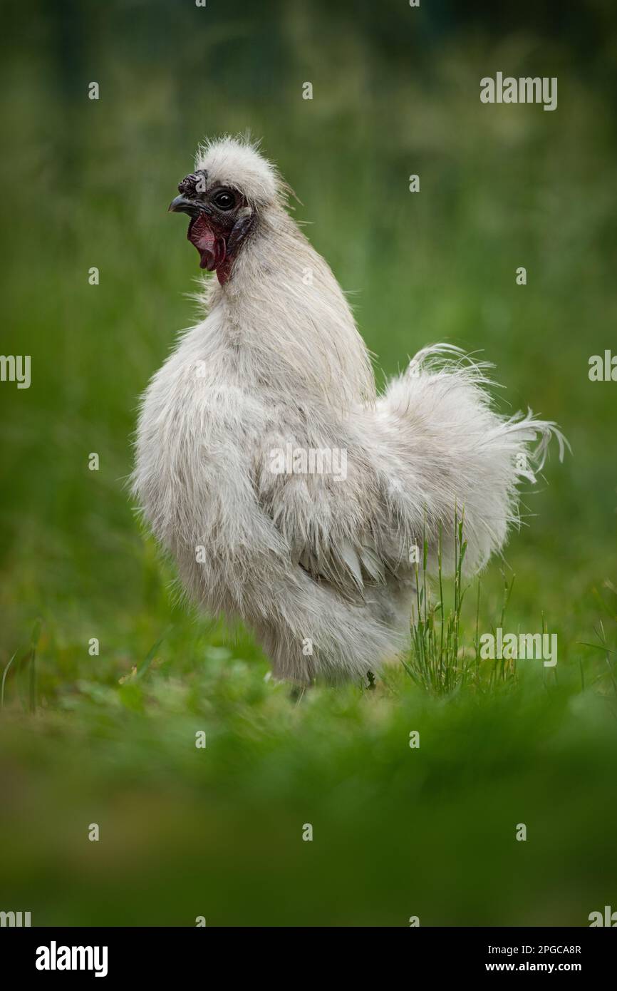 Chicken in nature background Stock Photo - Alamy