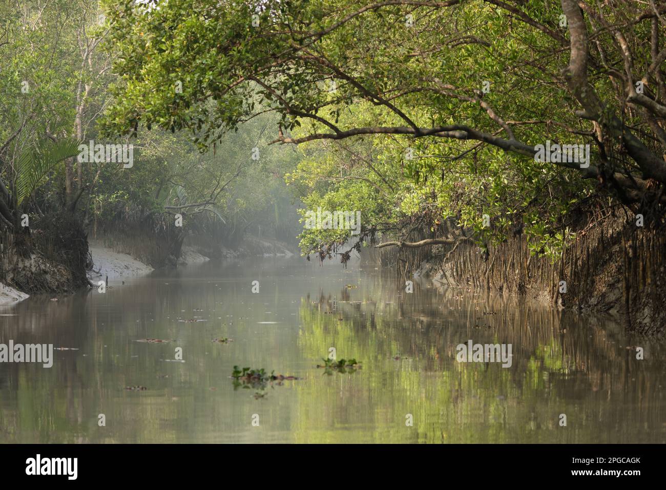 Sundarbans is the biggest natural mangrove forest in the world, located ...