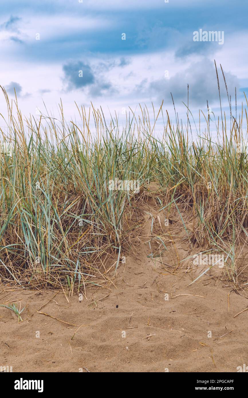 Halmstad West beach, grass at sandy shoreline of Kattegat Sea on ...