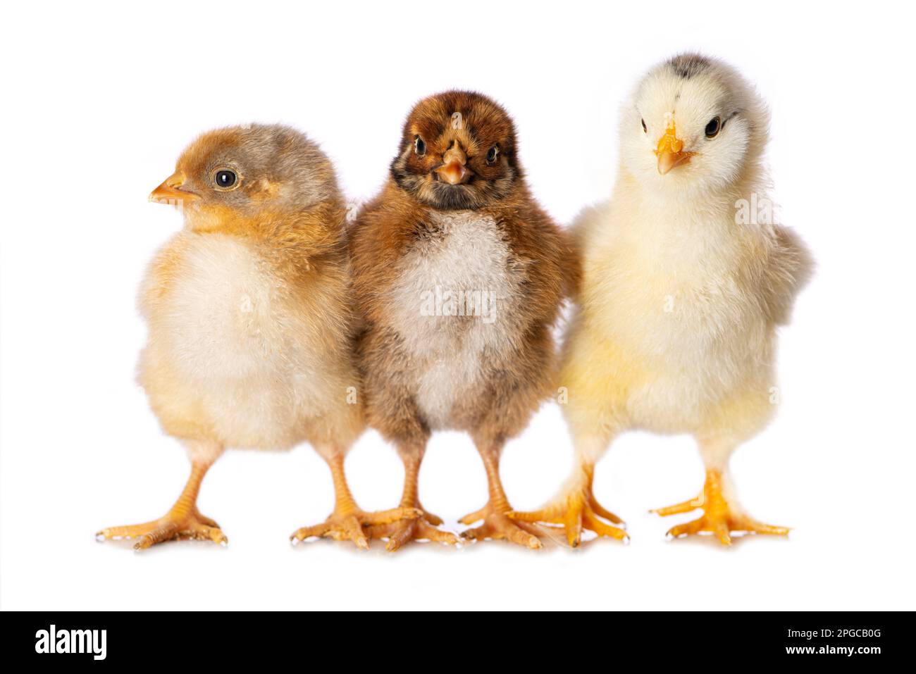 Three chicken isolated on white Stock Photo - Alamy