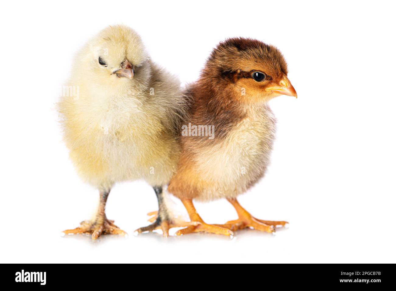 Cute chicken isolated on white background looks to the camera Stock ...