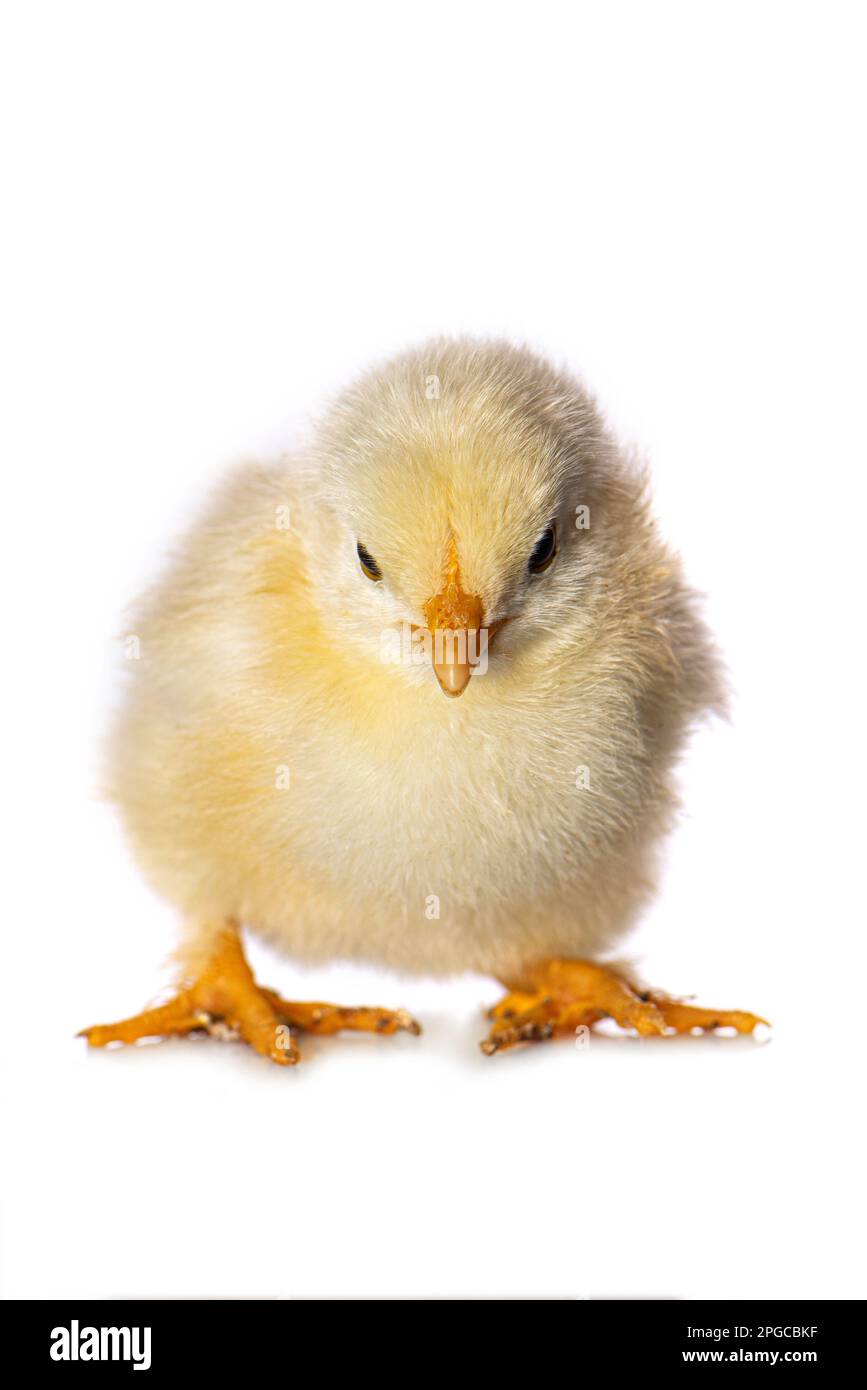 Cute chicken isolated on white background looks to the camera Stock ...