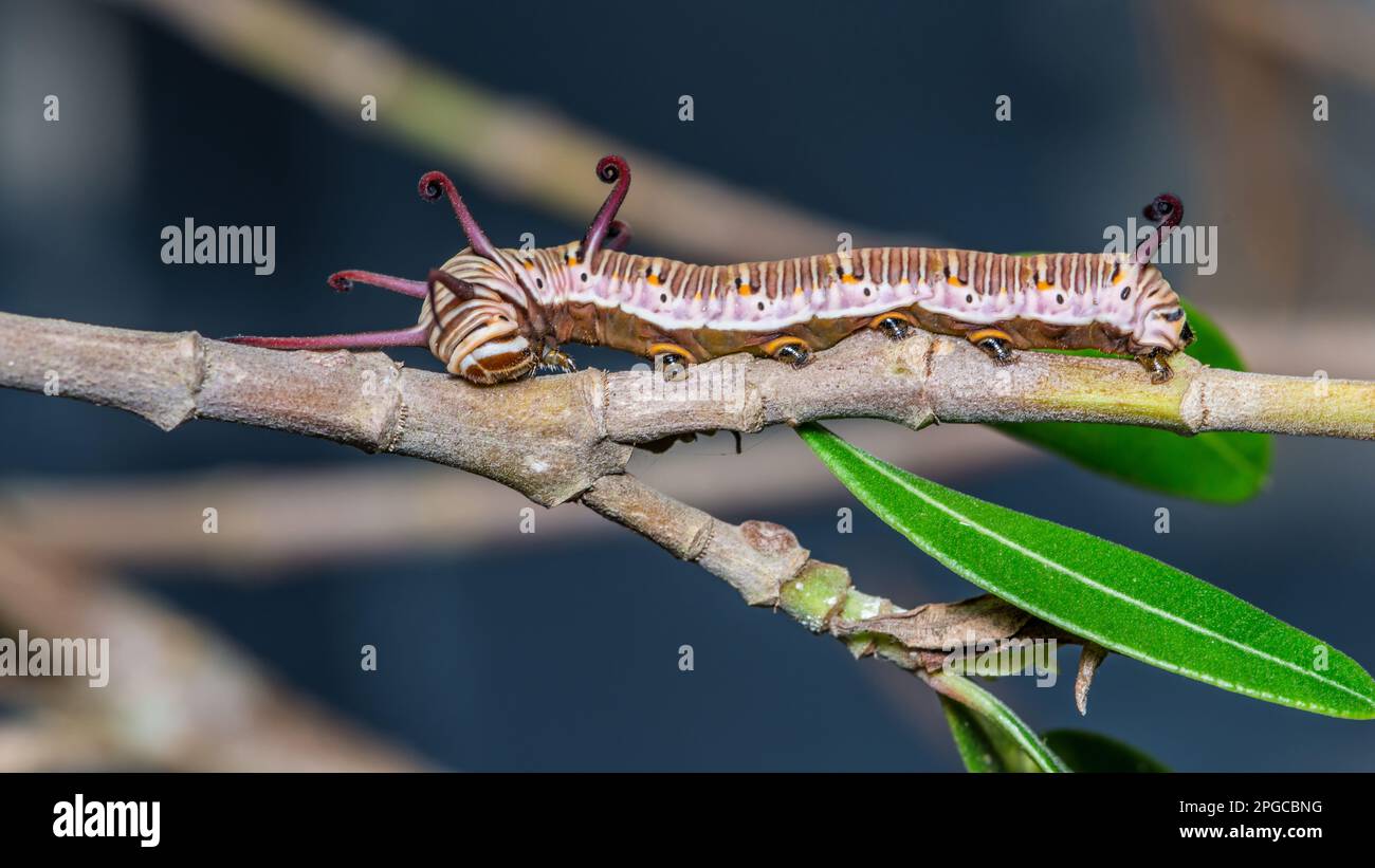 Common Indian Crow Butterfly's Caterpillar on tree branches and natural ...