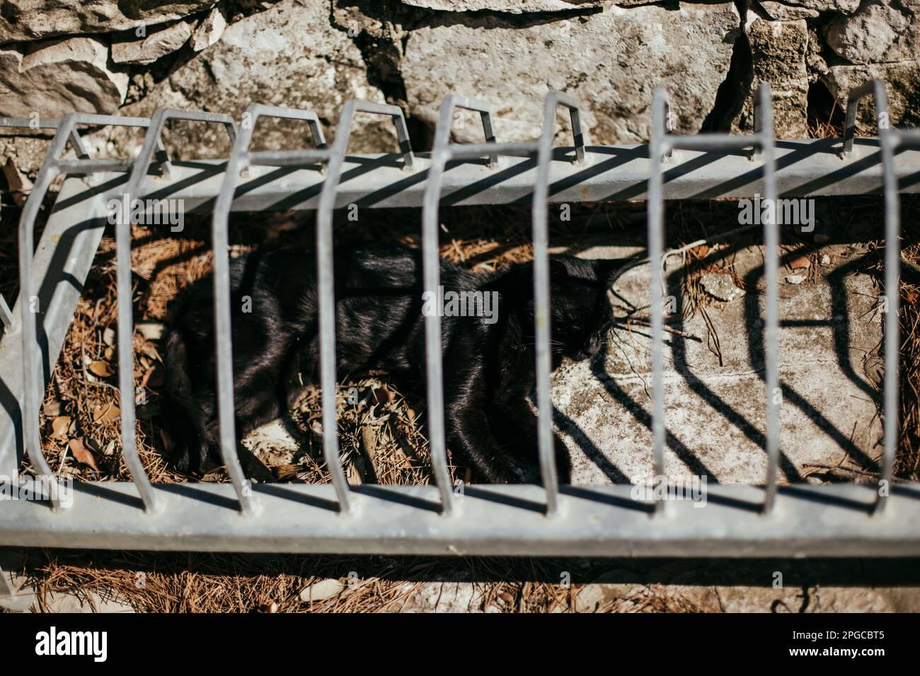 Black cat behind bars. Mljet Natonal Park, Croatia Stock Photo - Alamy
