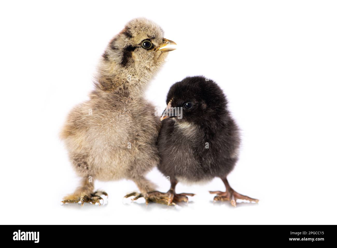 Two chicken isolated on white Stock Photo - Alamy