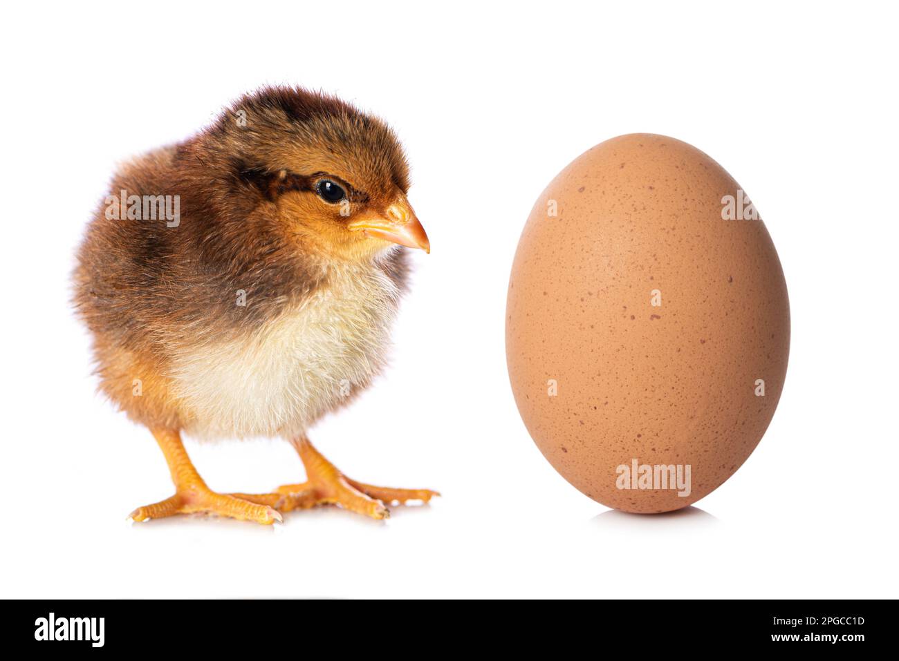 Cute chicken isolated on white background looks to the camera Stock ...