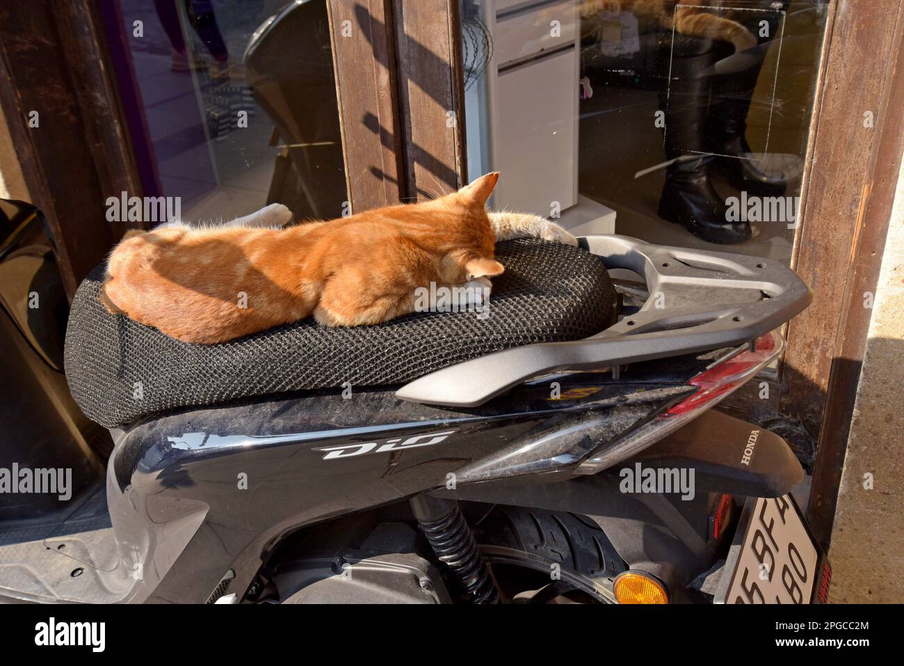A stray cat asleep in the sun on a moped seat, in Cesme, Turkey ...