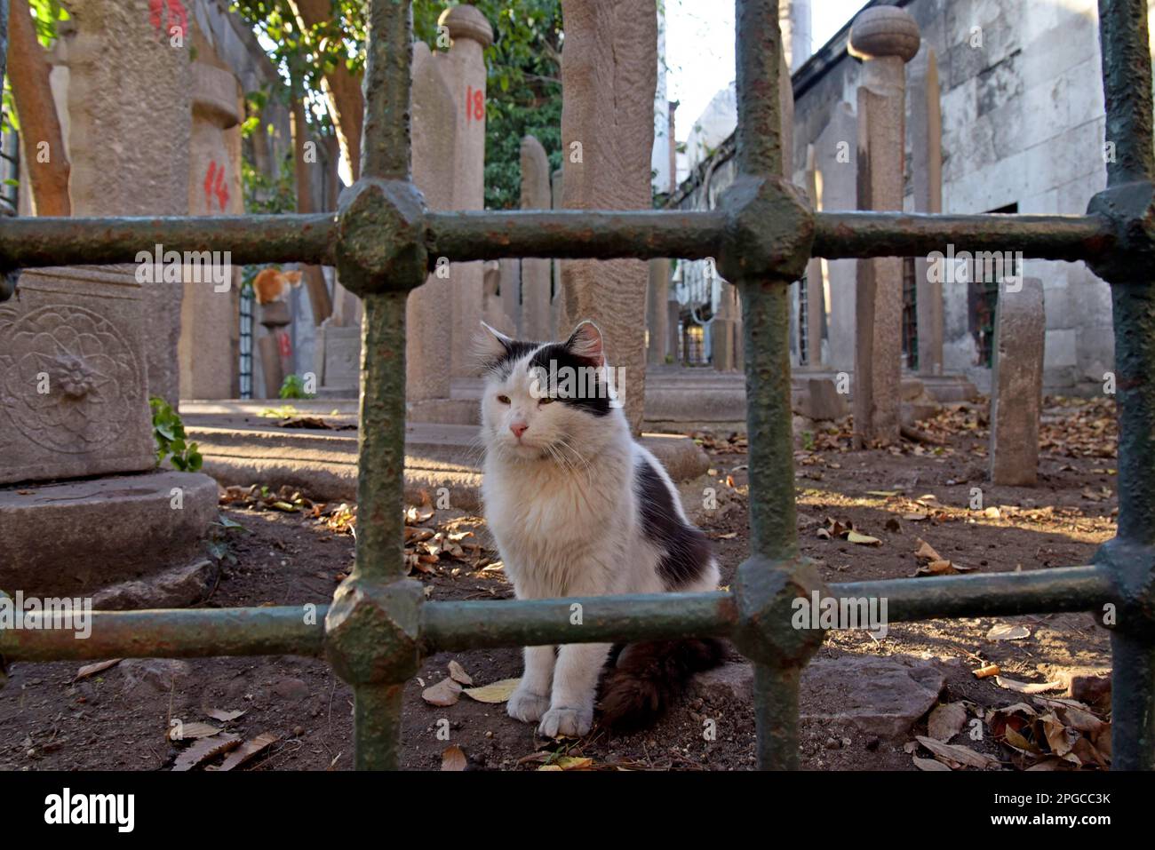 Stray cats istanbul street turkey hi-res stock photography and images ...