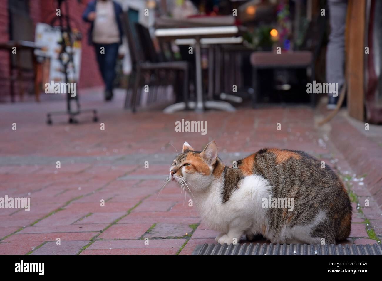 Stray cats turkey hi-res stock photography and images - Alamy