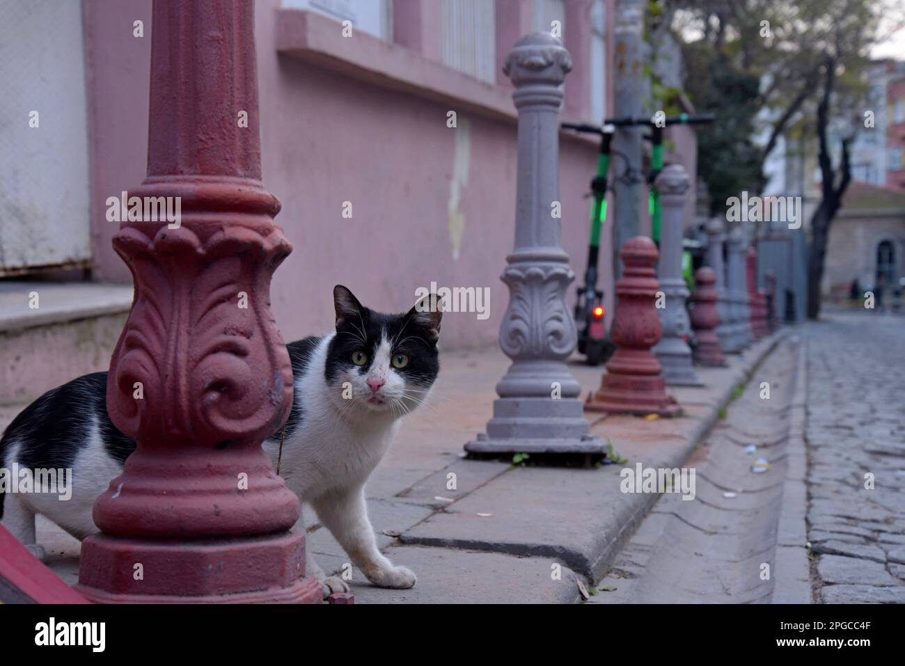 Stray cat on steet hi-res stock photography and images - Alamy
