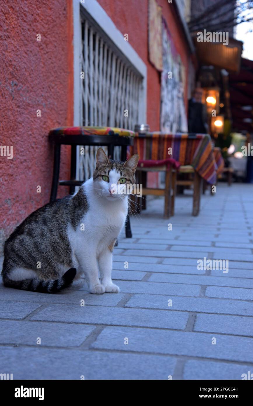 Stray istanbul kitty hi-res stock photography and images - Alamy